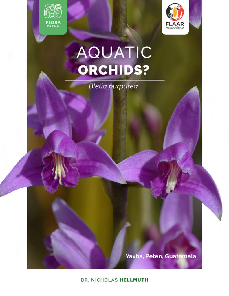 Aquatic Orchids? - FLAAR MESOAMERICA