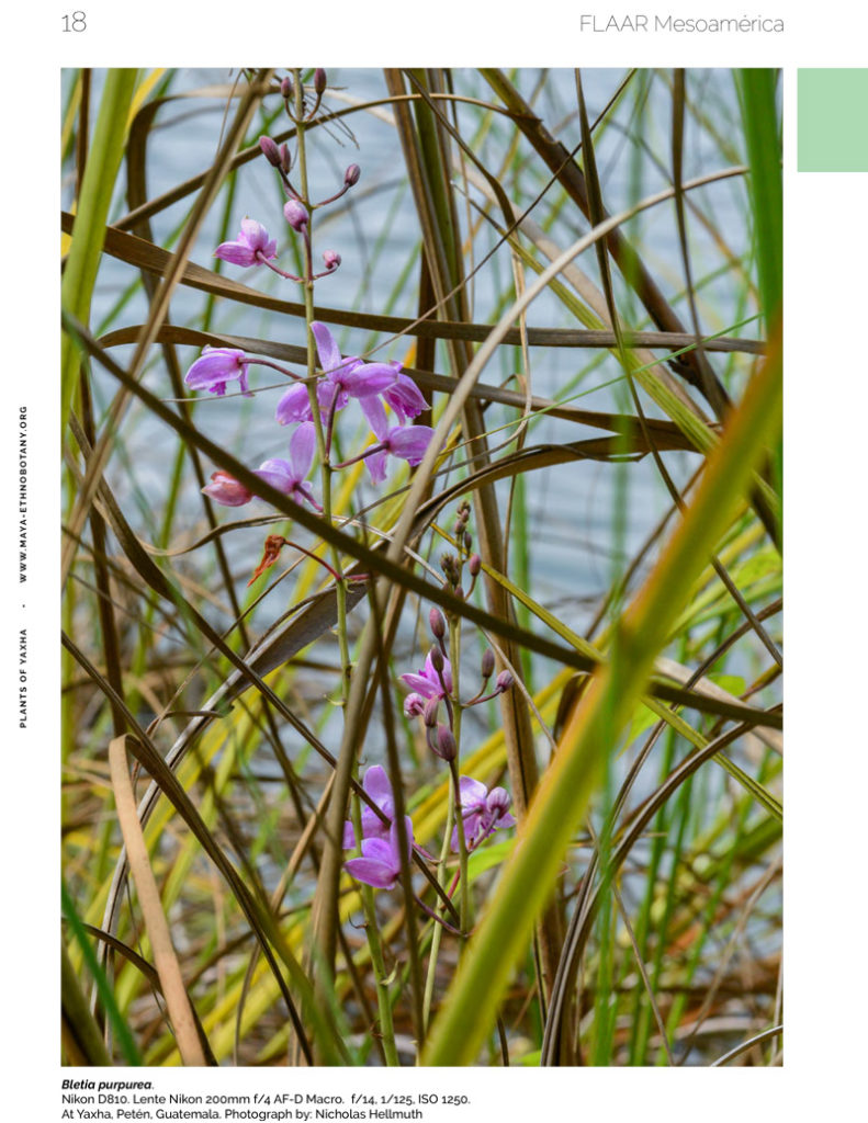 Aquatic Orchids? - FLAAR MESOAMERICA