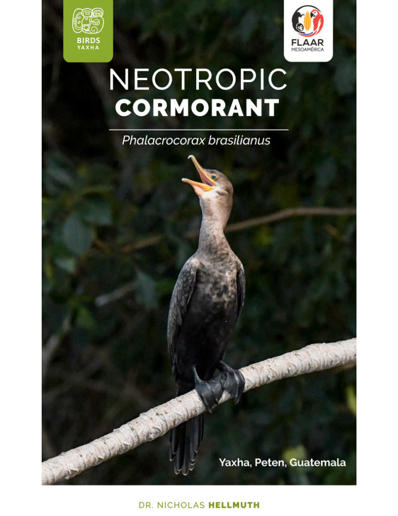 Neotropic Cormorant - FLAAR MESOAMERICA