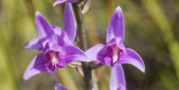 Orchids of candelaria at Yaxha Lagoon - FLAAR MESOAMERICA