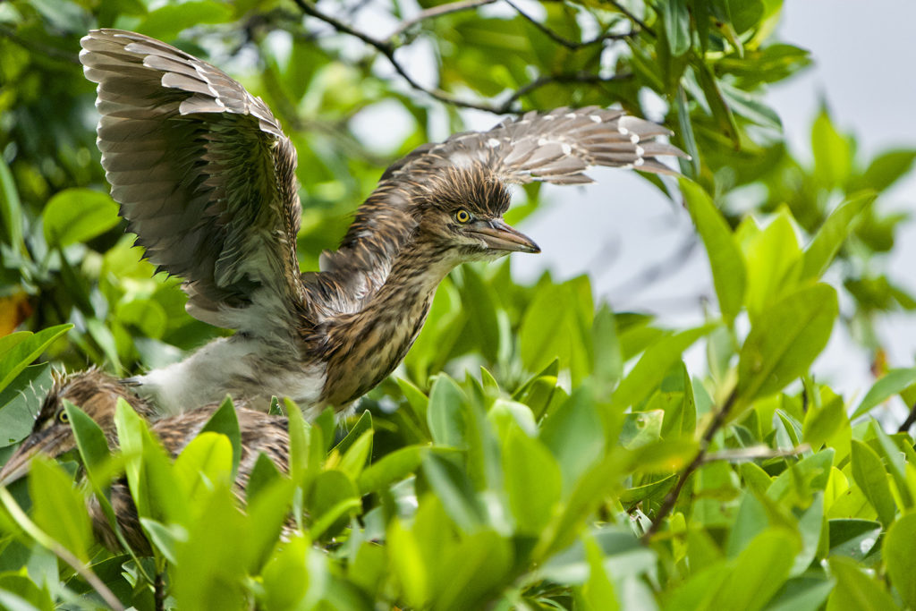The amazing Birds Island in Livingston, Izabal - FLAAR MESOAMERICA
