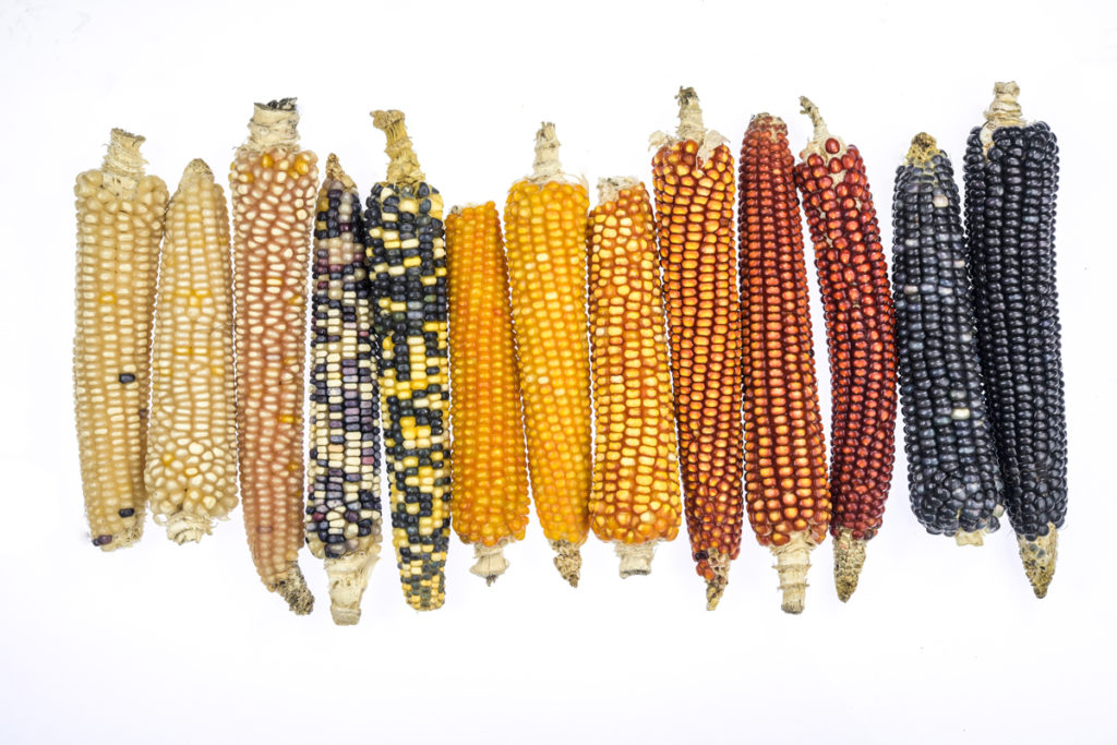 A Place Called Mesoamerica - FLAAR MESOAMERICA