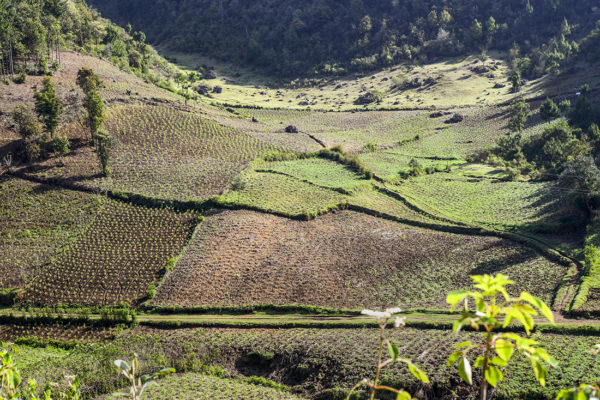 Maize: The most important crop for The Mayan Culture - FLAAR MESOAMERICA