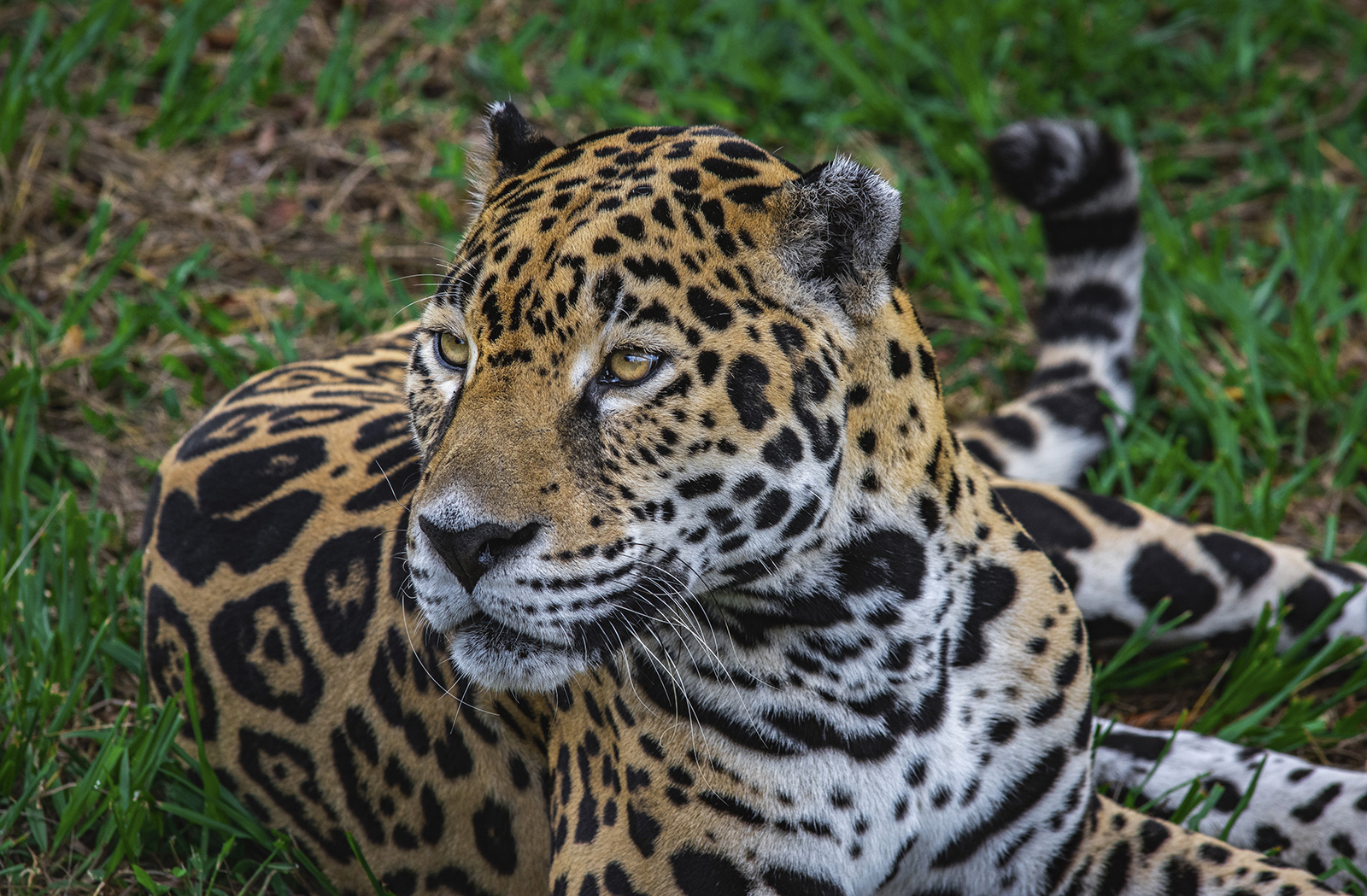 World Animal Day: Threatened Animals in Central America - FLAAR MESOAMERICA