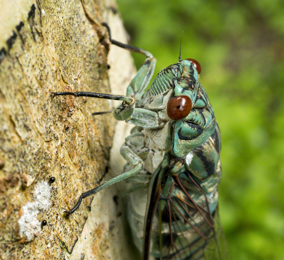 Cicadas: The singers of the forest - FLAAR MESOAMERICA
