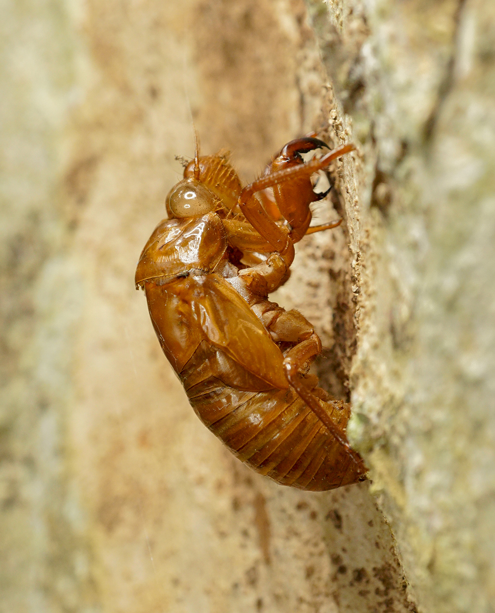 Cicadas: The singers of the forest - FLAAR MESOAMERICA