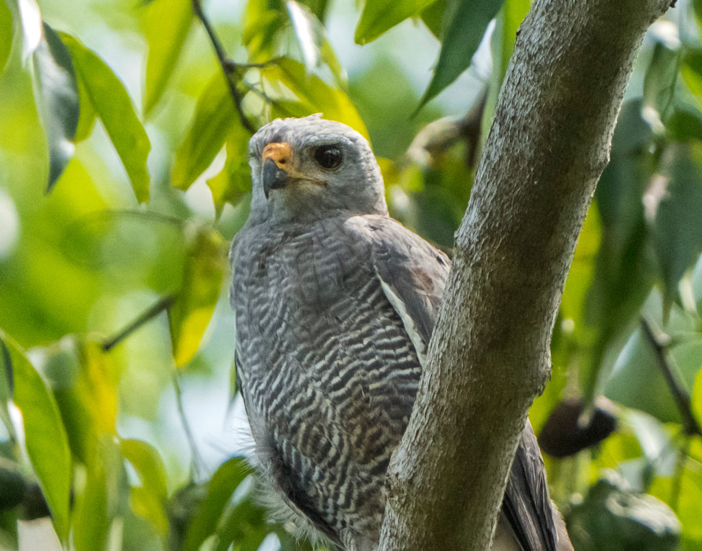 Gray lined Hawk (Buteo nitidus) a raptor bird seen at Lampara River