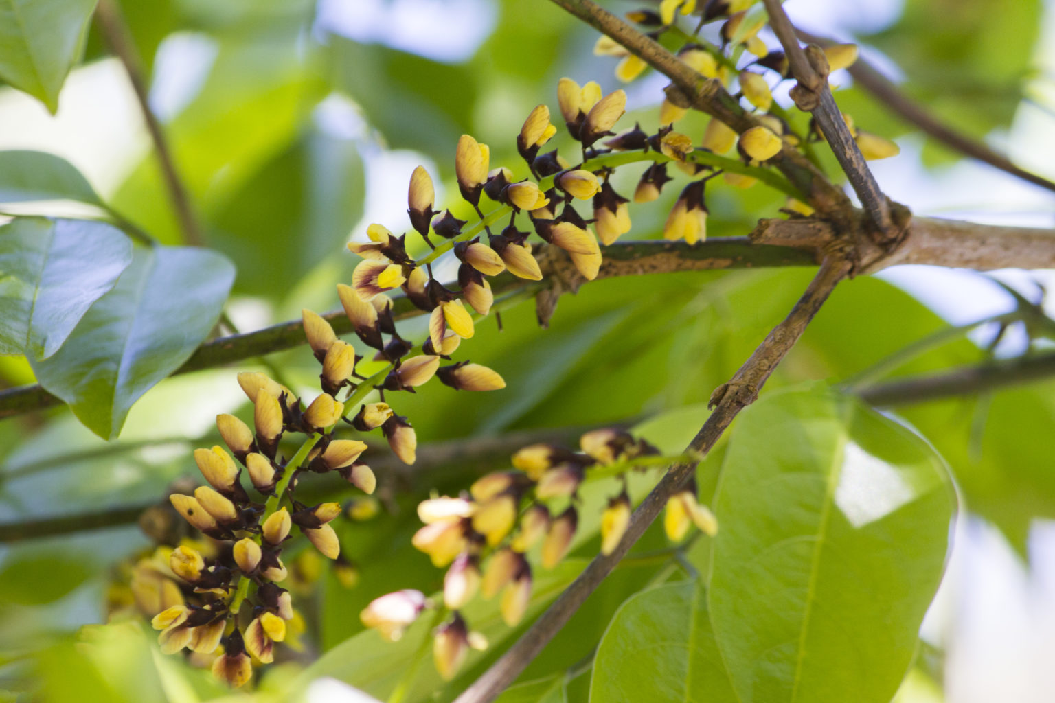 Datos interesantes sobre algunos de los símbolos patrios de Guatemala ...