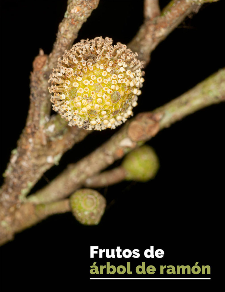 Nuez de Ramón - FLAAR MESOAMERICA