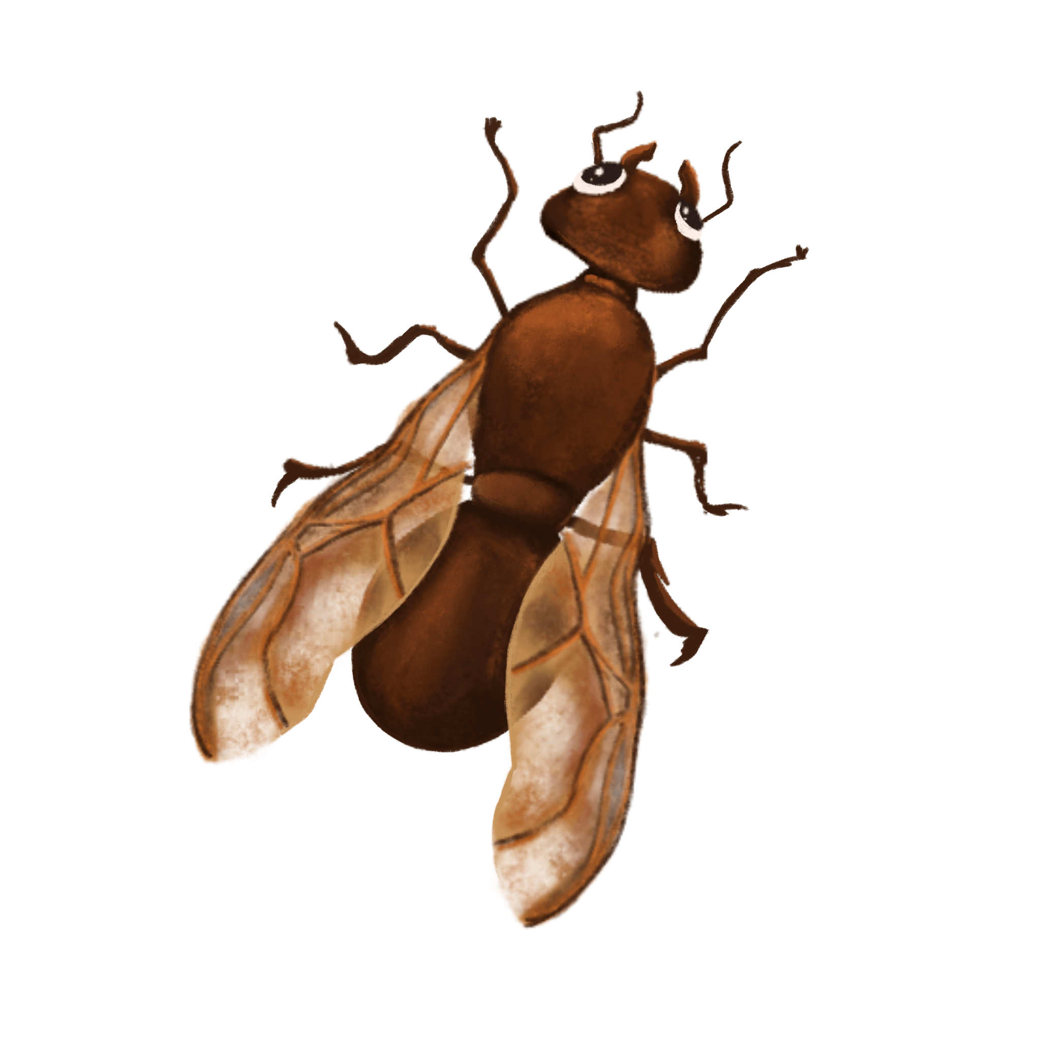 What are the so called in Guatemala “zompopos de Mayo”?