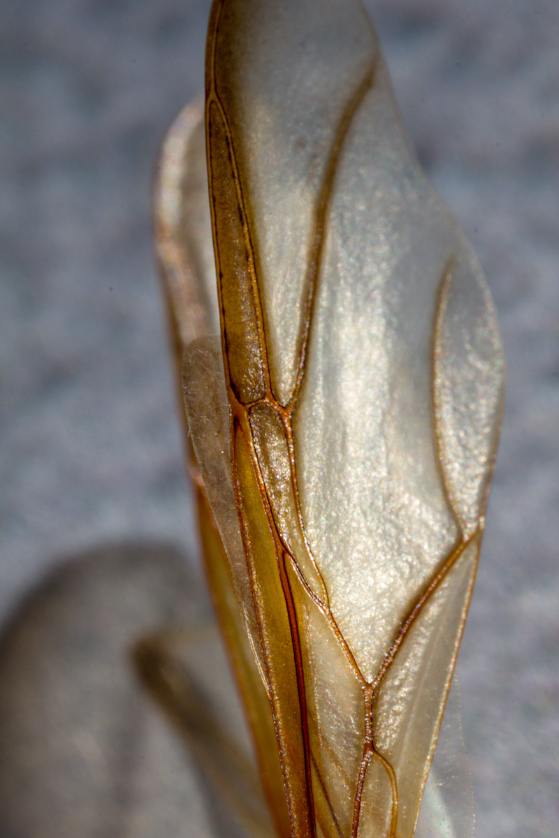 What are the so called in Guatemala “zompopos de Mayo”?