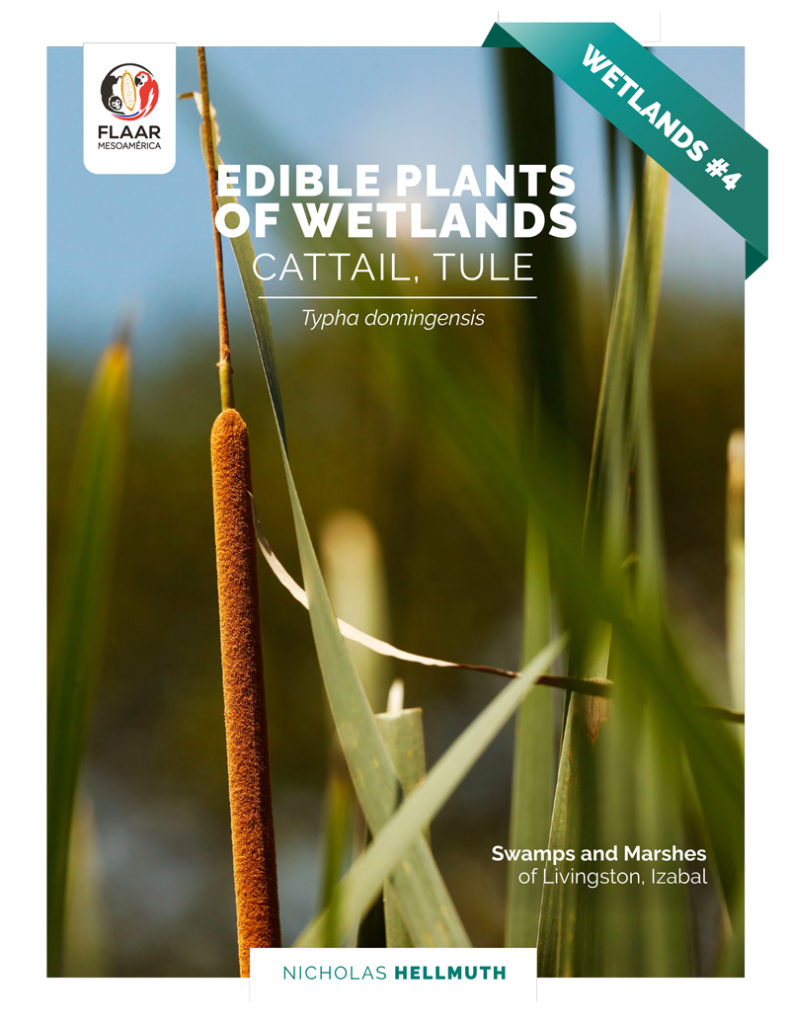 EDIBLE PLANTS OF WETLANDS CATTAIL, TULE. Typha domingensis