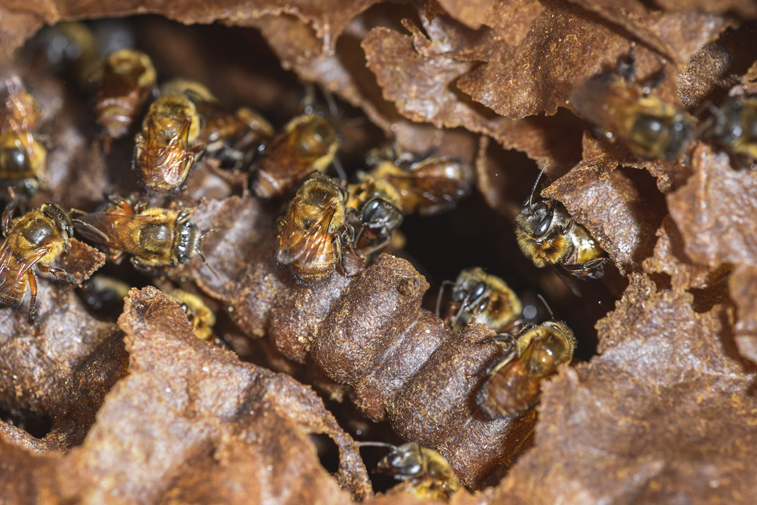 World Bee Day - FLAAR MESOAMERICA