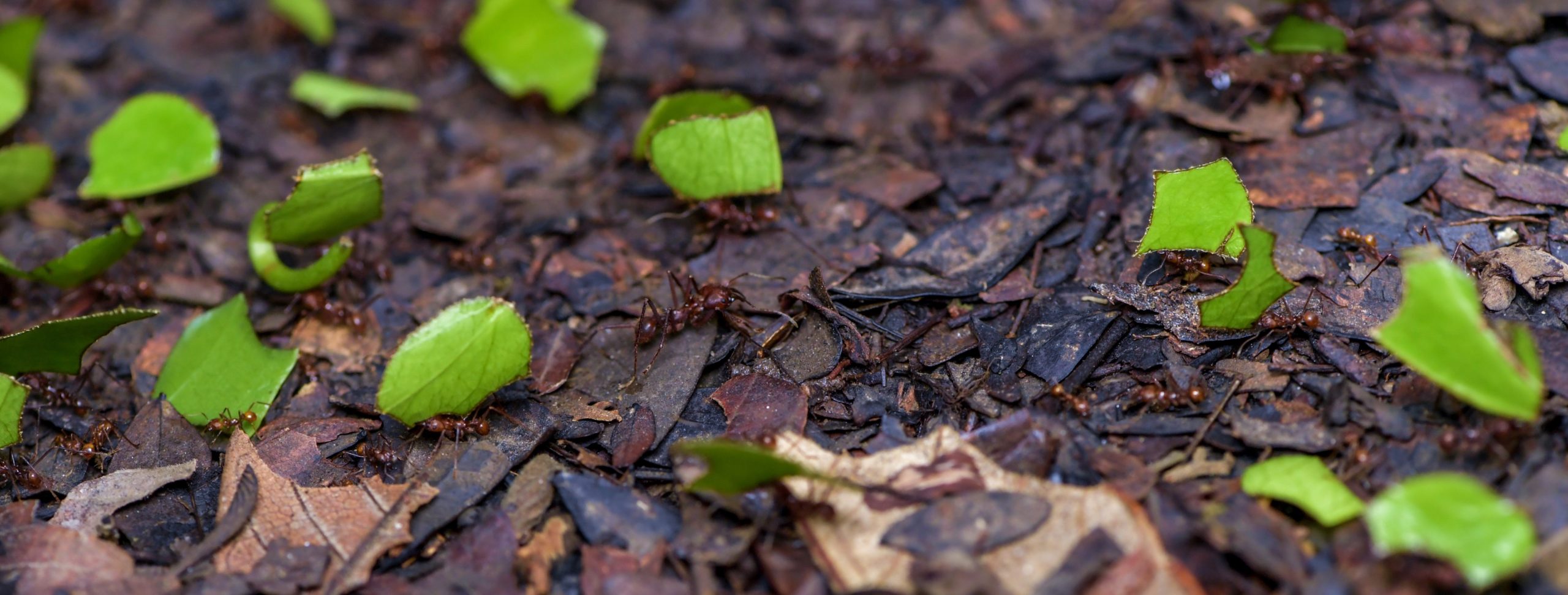 What are the so called in Guatemala “zompopos de Mayo”?