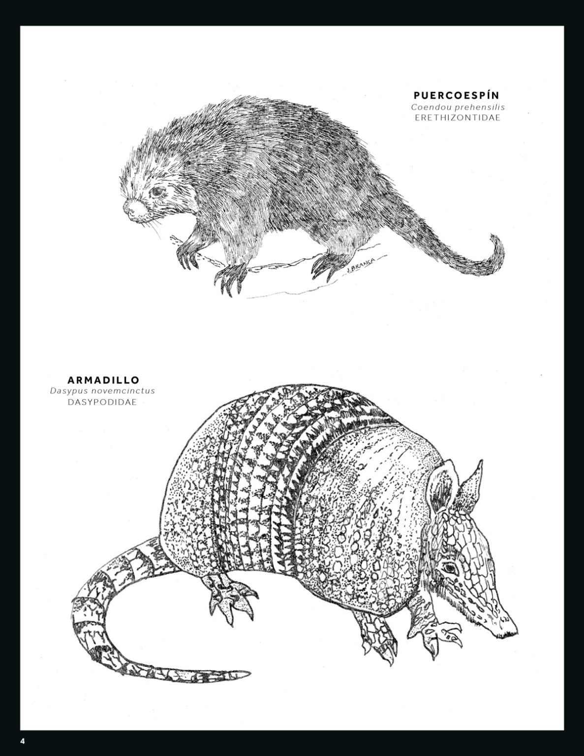 Wild Animals of the Mayan World at Parque Nacional Yaxha Nakum Naranjo ...