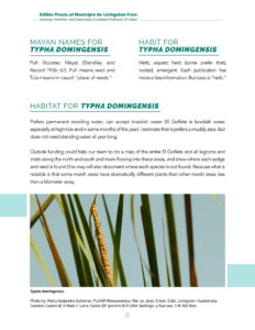 EDIBLE PLANTS OF WETLANDS CATTAIL, TULE. Typha domingensis