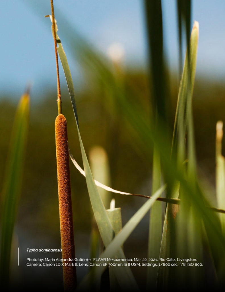 EDIBLE PLANTS OF WETLANDS CATTAIL, TULE. Typha domingensis