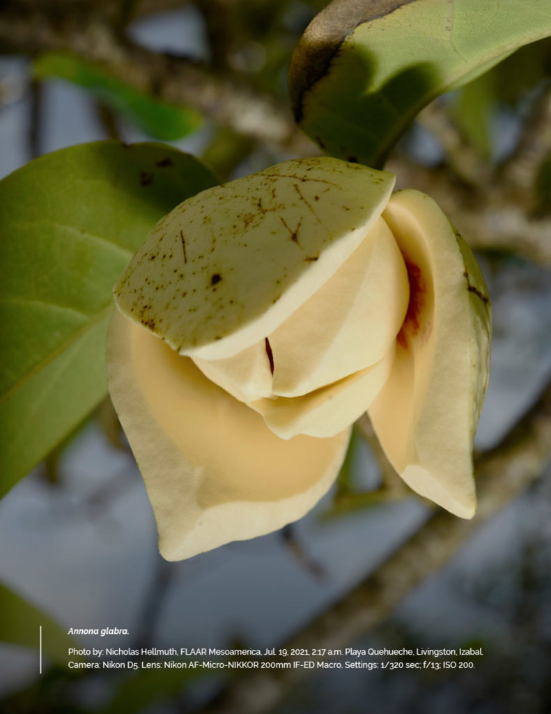 Anona de Manglar - Alligator or Pond Apple - Annona glabra