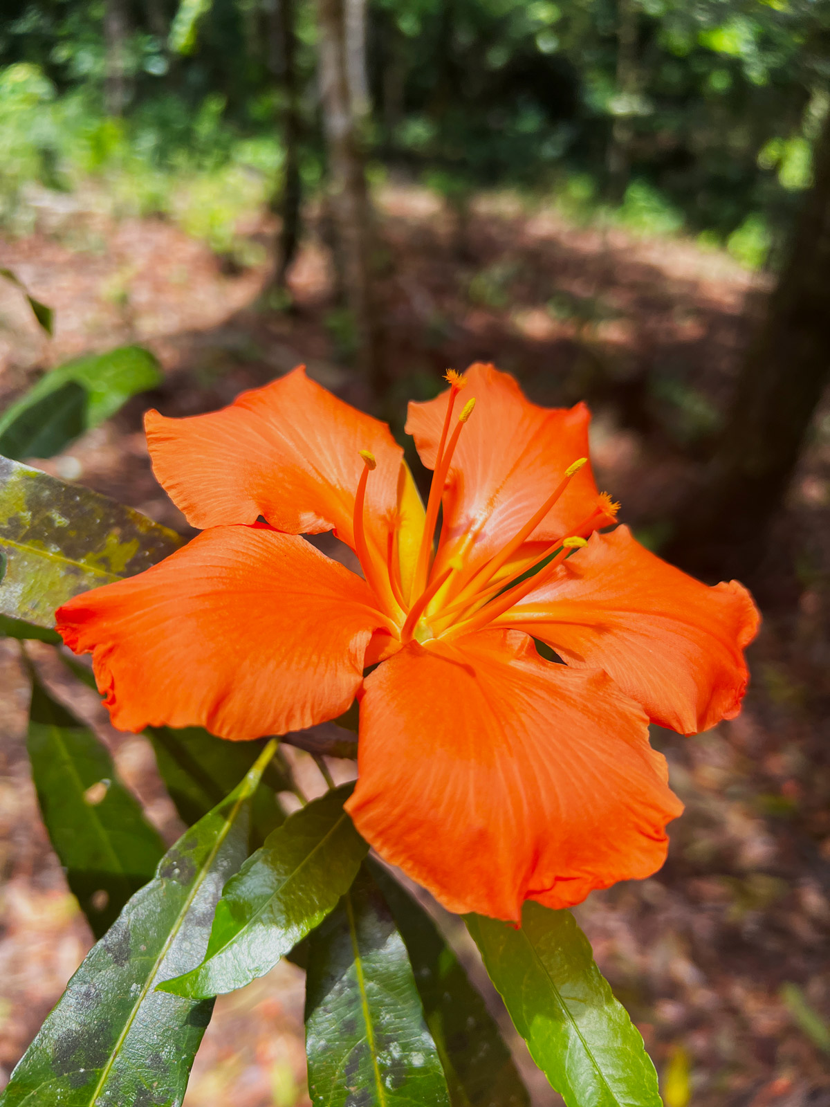 We found a passionflower tree! Its name is Flor de Mayo (Erblichia odorata)