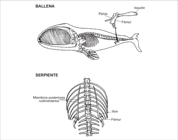 The Wonders of Cetaceans - FLAAR MESOAMERICA