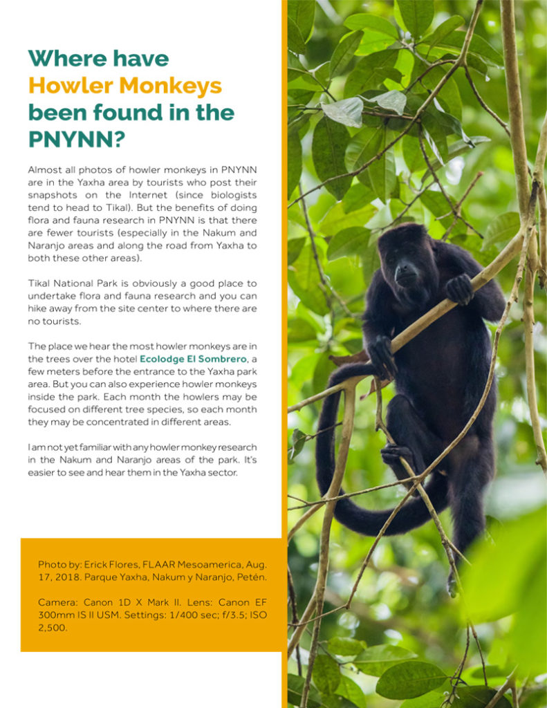 Happy Howler Monkeys - FLAAR MESOAMERICA