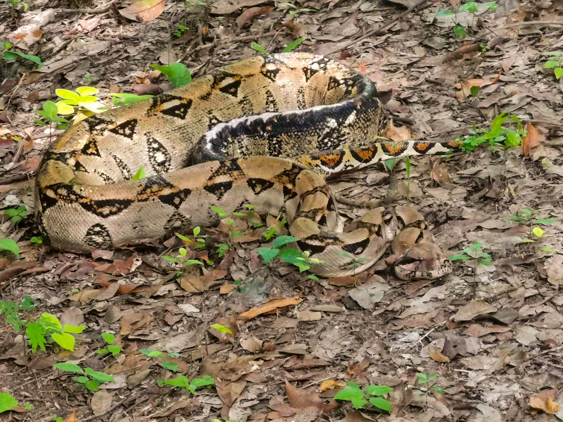 Snakes from the lowlands of northern Guatemala - FLAAR MESOAMERICA