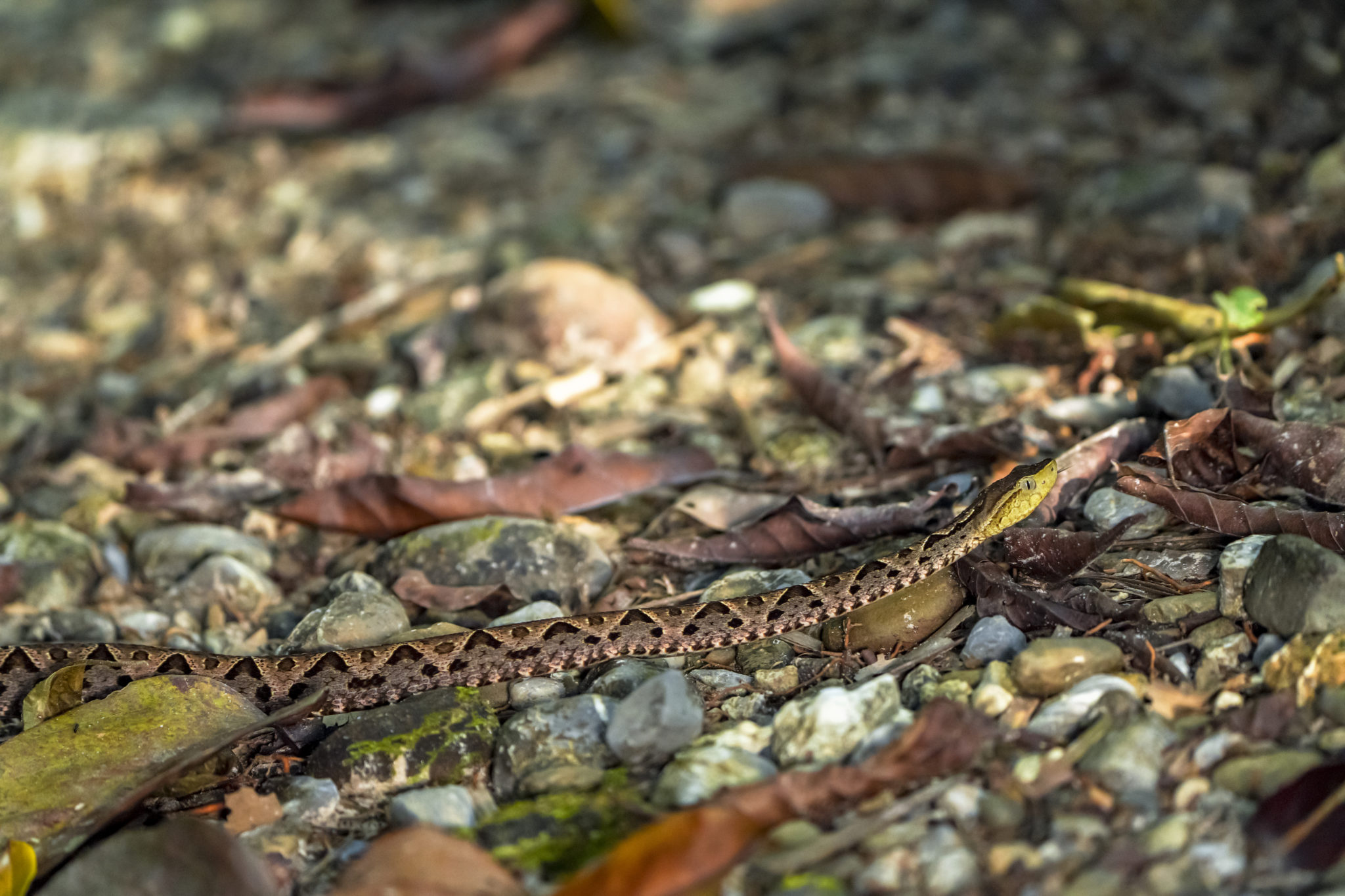 Snakes from the lowlands of northern Guatemala - FLAAR MESOAMERICA