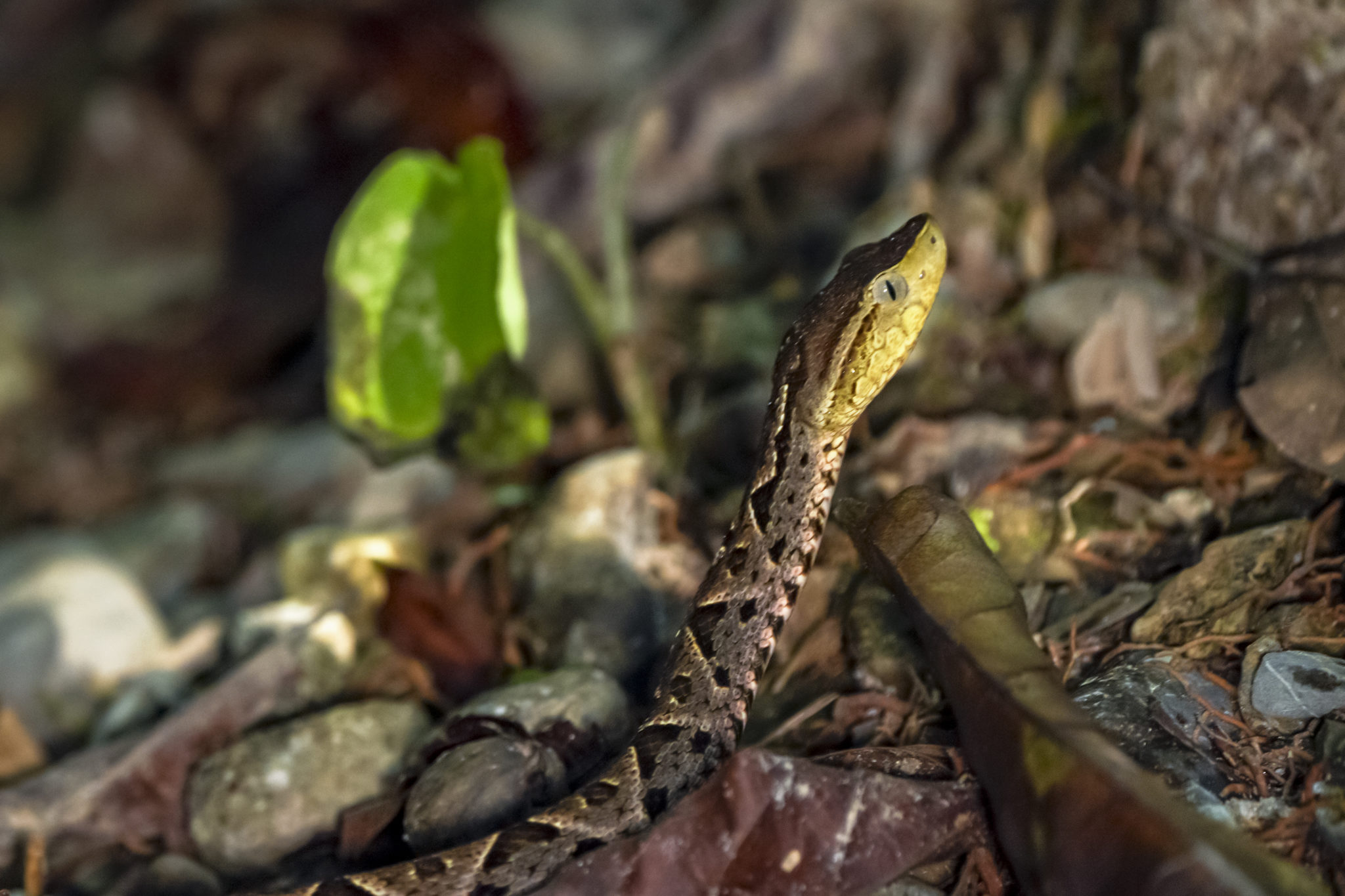 Snakes from the lowlands of northern Guatemala - FLAAR MESOAMERICA