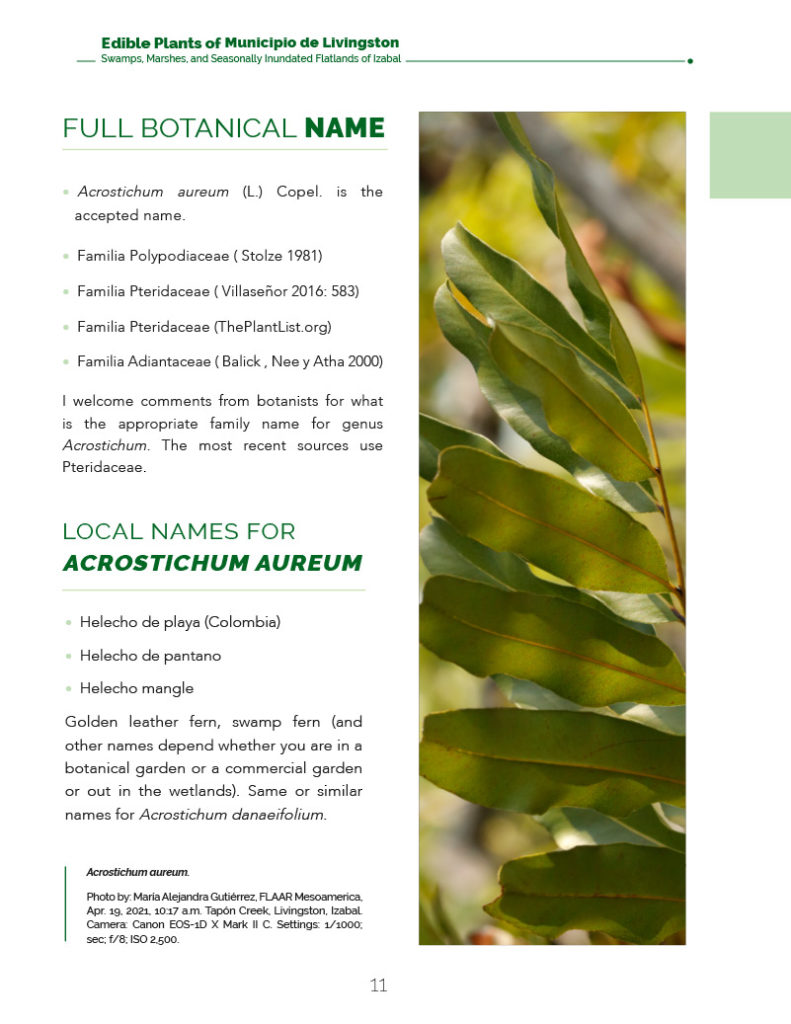 Acrostichum aureum - FLAAR MESOAMERICA