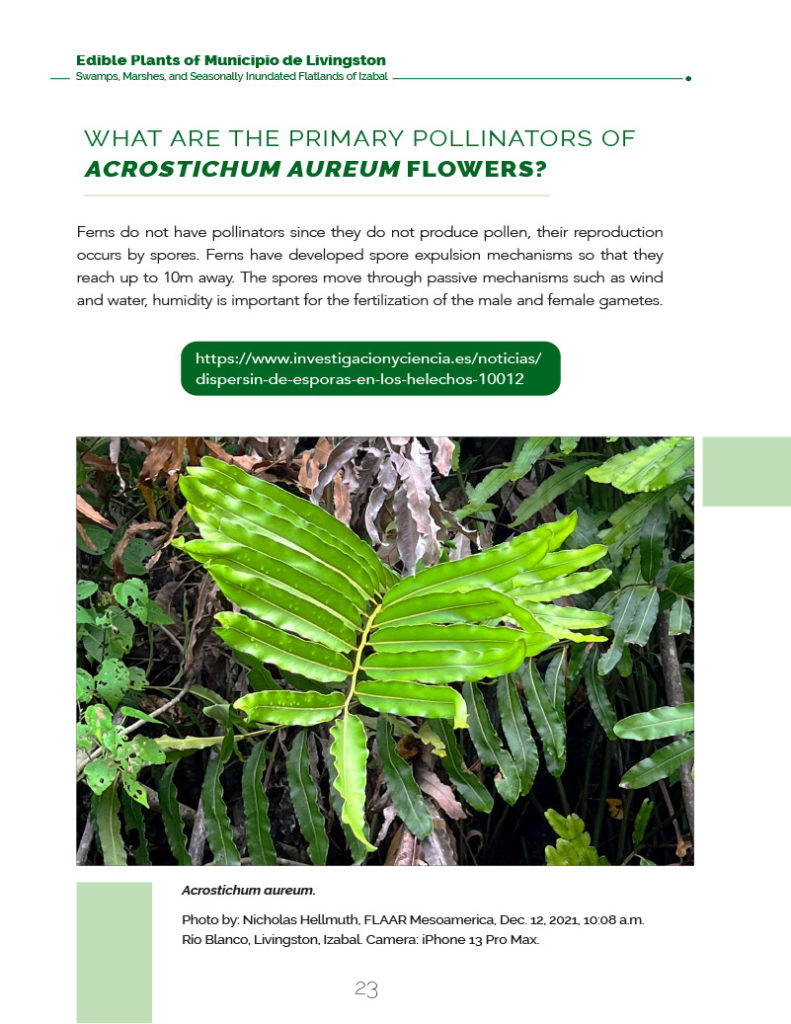 Acrostichum aureum - FLAAR MESOAMERICA