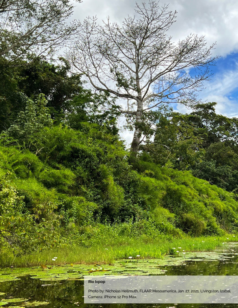 JIMBA, BAMBOO. Guadua longifolia - FLAAR MESOAMERICA