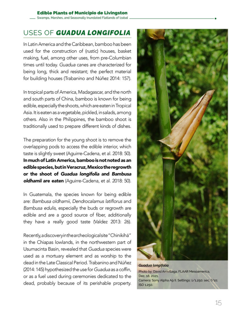 JIMBA, BAMBOO. Guadua longifolia - FLAAR MESOAMERICA