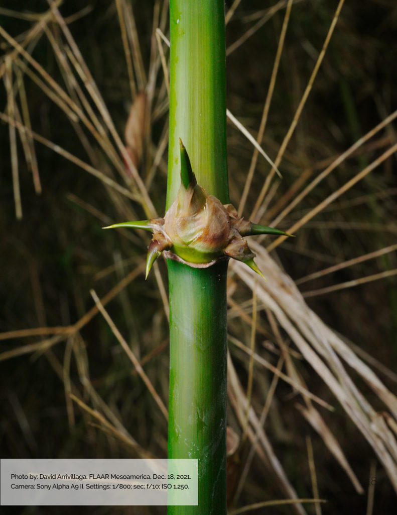 JIMBA, BAMBOO. Guadua longifolia - FLAAR MESOAMERICA
