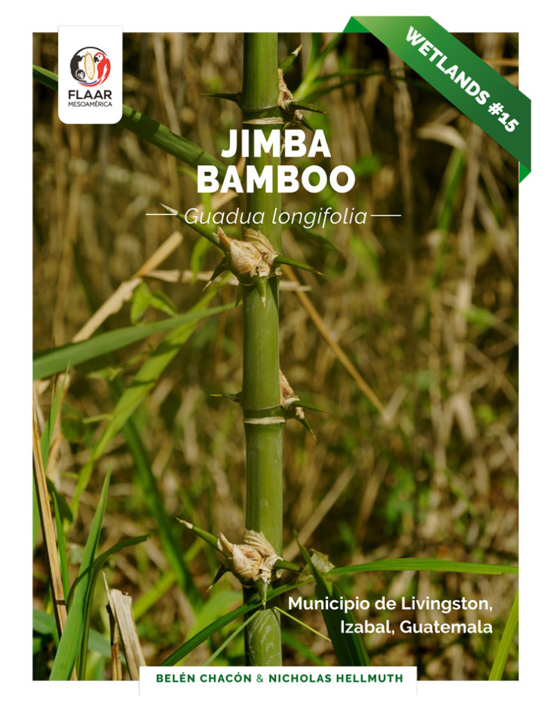 JIMBA, BAMBOO. Guadua longifolia - FLAAR MESOAMERICA