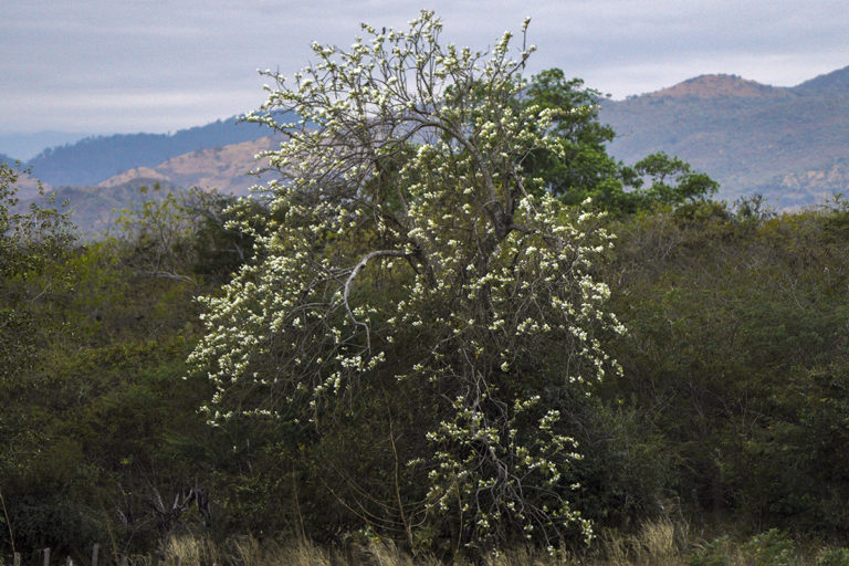The dilemma of the spring in Guatemala, is it really eternal? Part 2