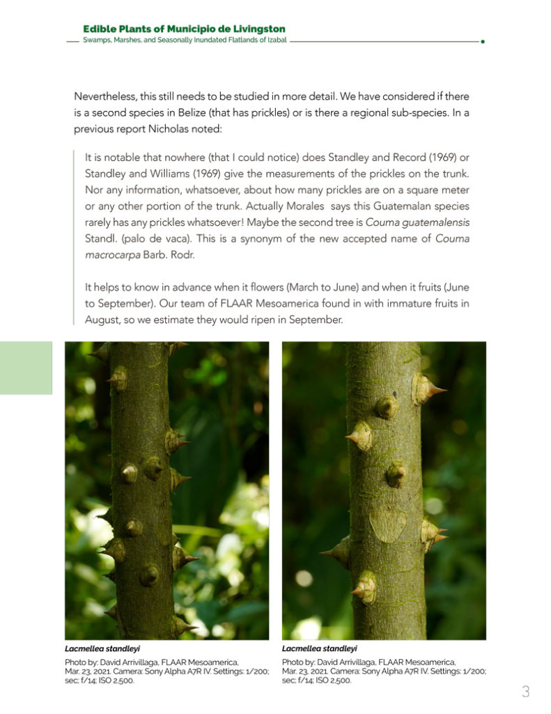 Lechemiel, Leche de Vaca Tree, Lacmellea standleyi