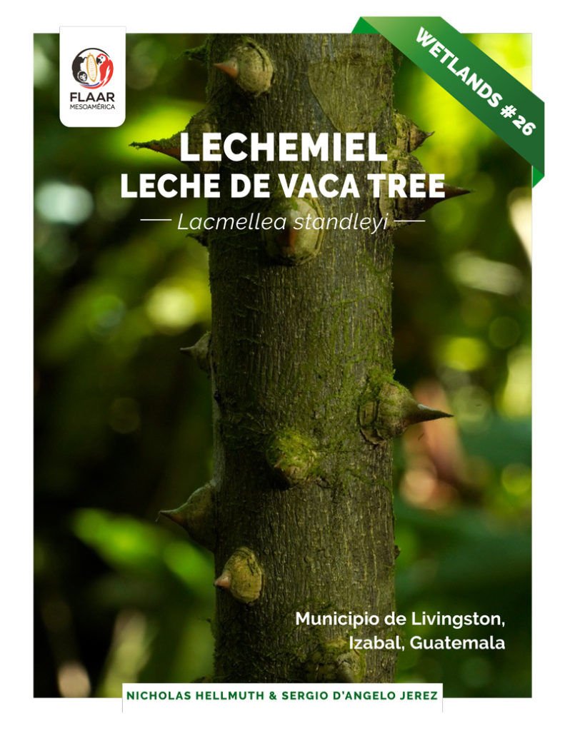 Lechemiel, Leche de Vaca Tree, Lacmellea standleyi