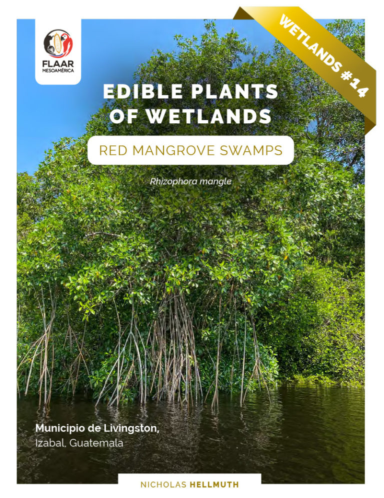 Red Mangrove Swamps, Rhizophora Mangle - FLAAR MESOAMERICA