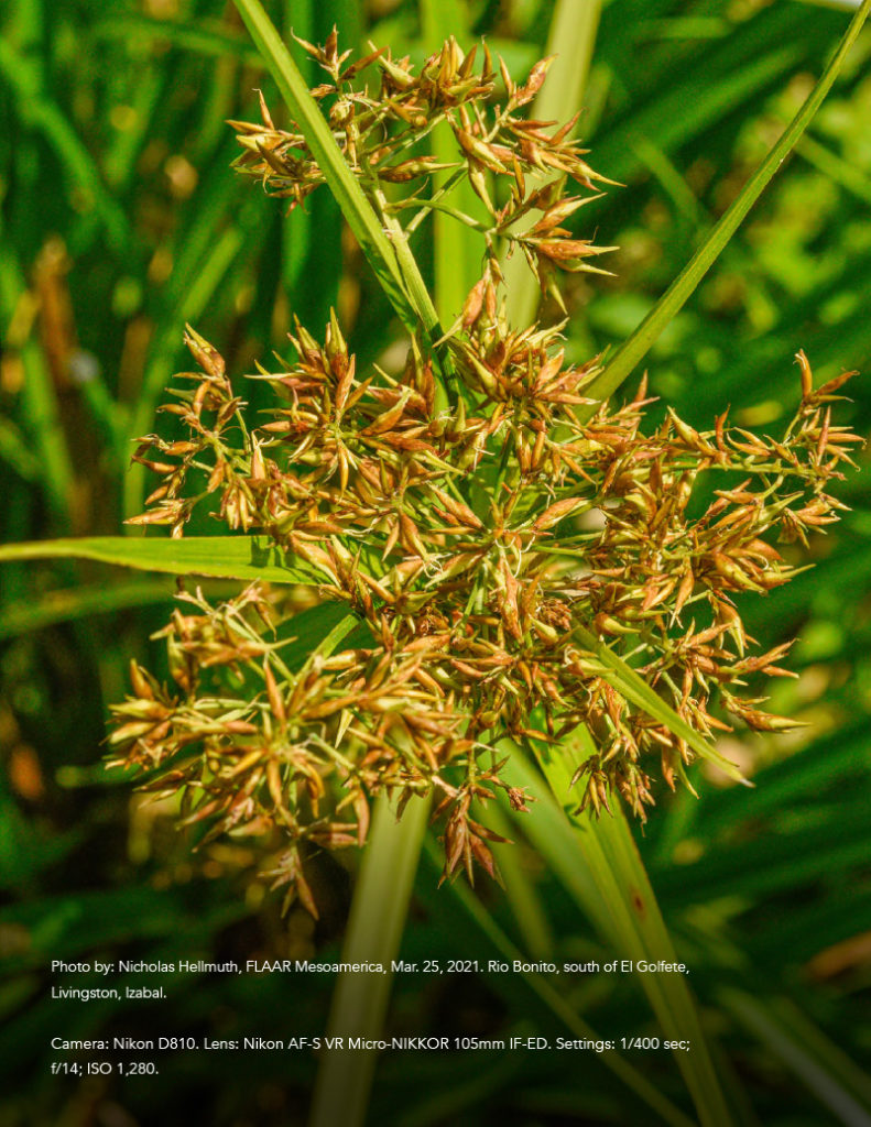 Yellow Nutsedge, Cyperus esculentus - FLAAR MESOAMERICA