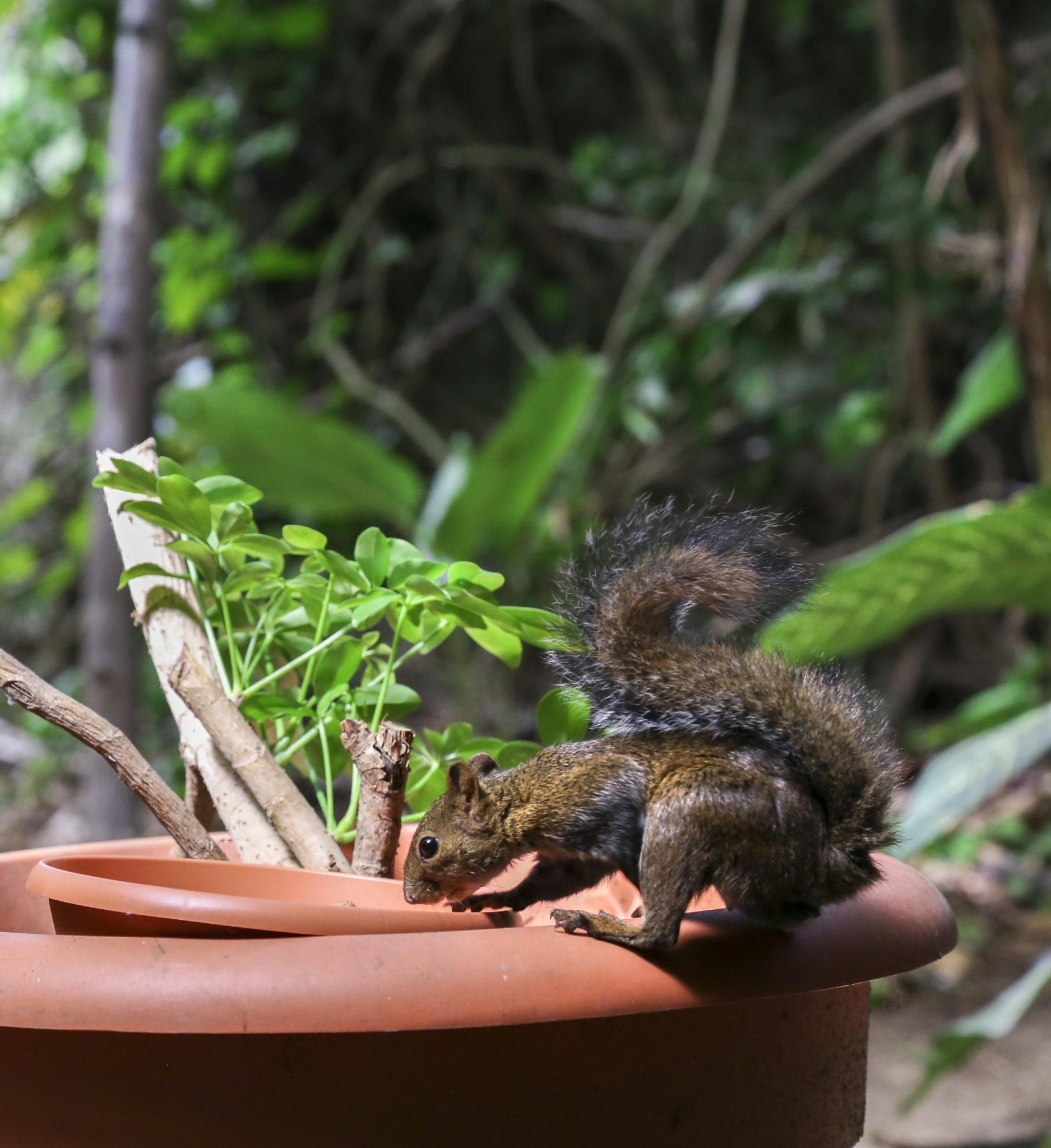Guatemalan Squirrels - FLAAR MESOAMERICA
