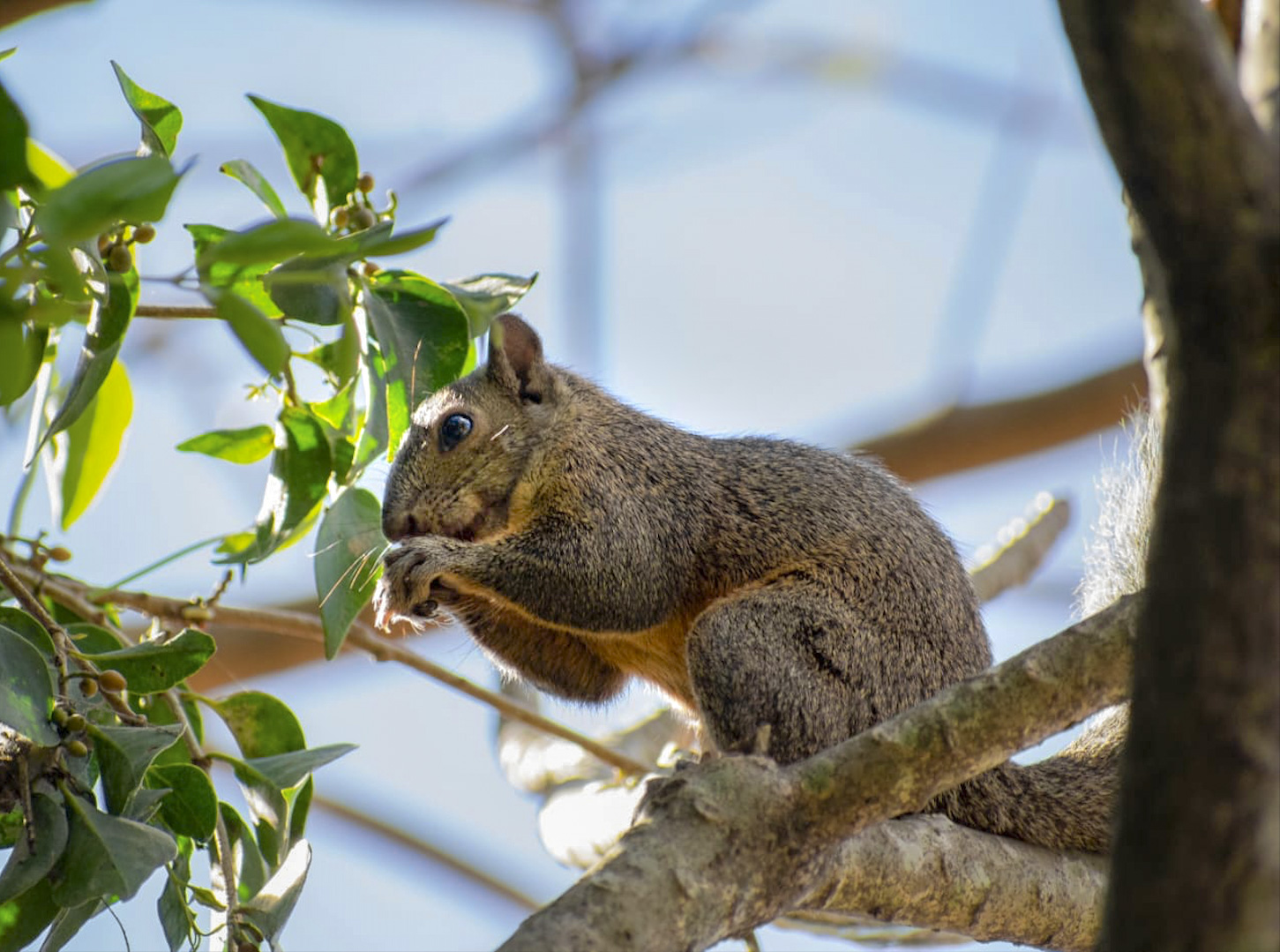 Guatemalan Squirrels - FLAAR MESOAMERICA