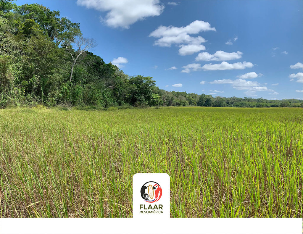 Savanna of Multiple & Biodiverse Micro-Ecosystems - FLAAR MESOAMERICA