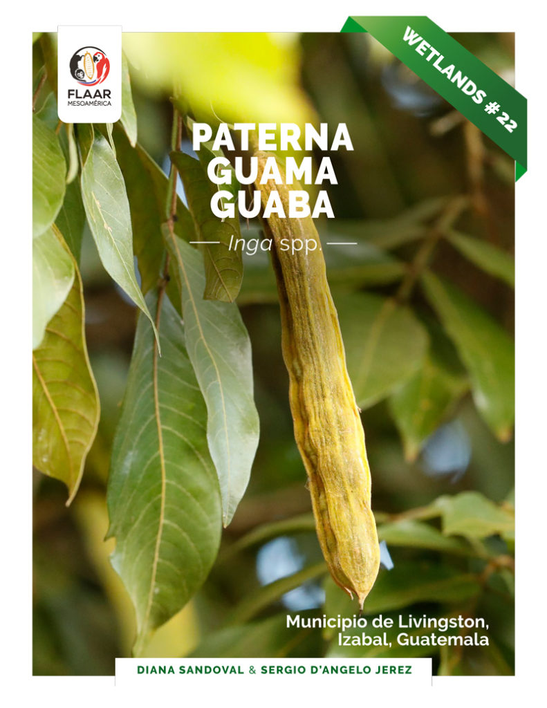 PATERNA, GUAMA, GUABA. Inga spp. - FLAAR MESOAMERICA