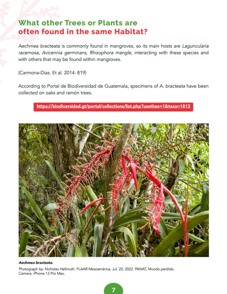 Aechmea bracteata - FLAAR MESOAMERICA