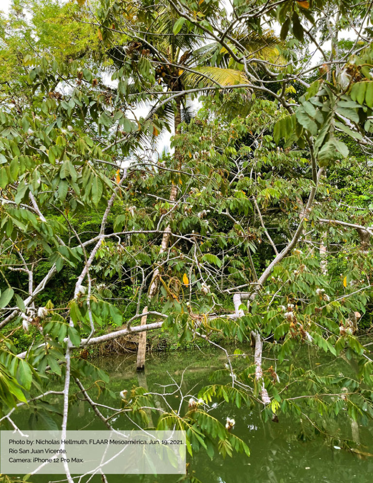 PATERNA, GUAMA, GUABA. Inga spp. - FLAAR MESOAMERICA