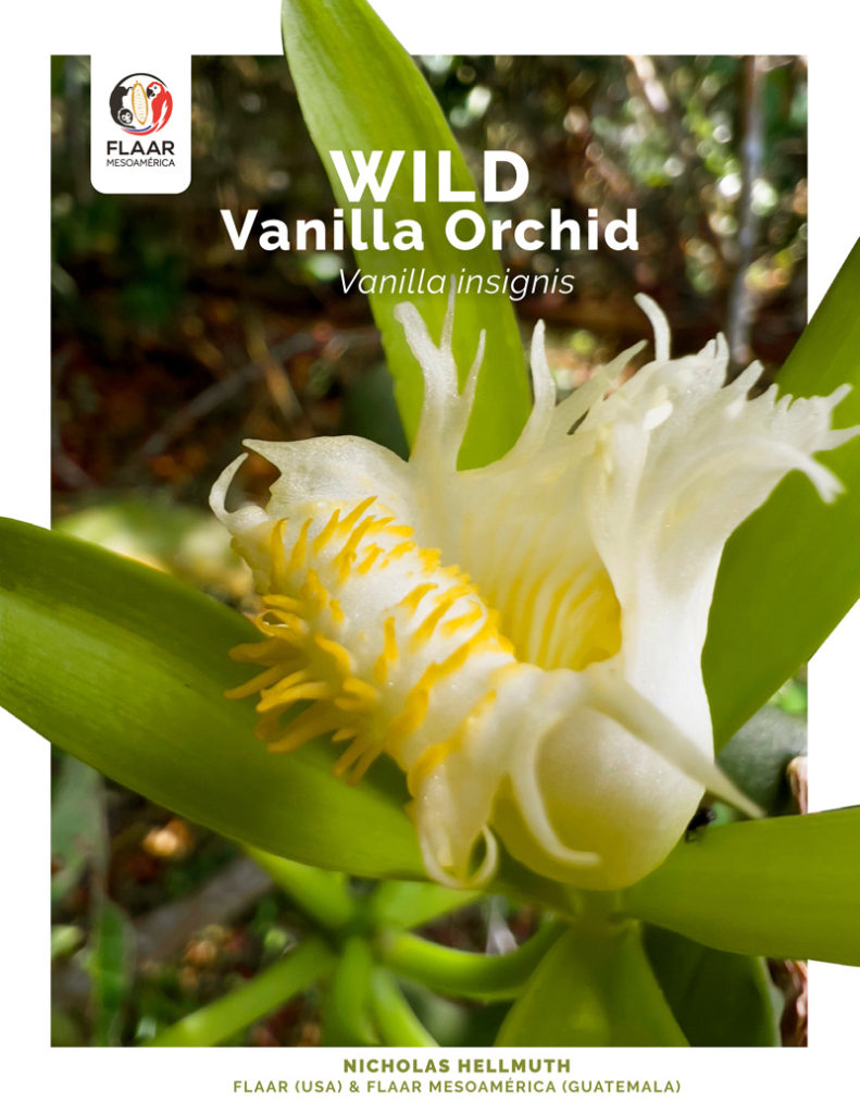 Wild Vanilla Orchid, Vanilla insignis - FLAAR MESOAMERICA
