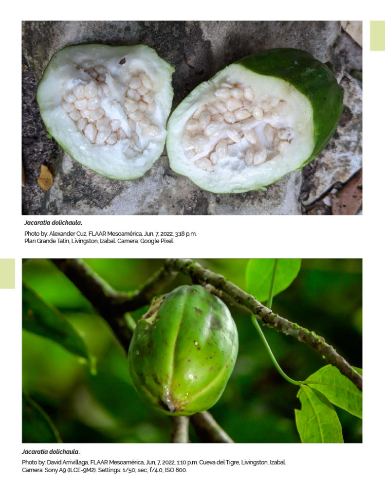 Jacaratia dolichaula, Jacaratia mexicana, Unexpected Edible Aspects of ...
