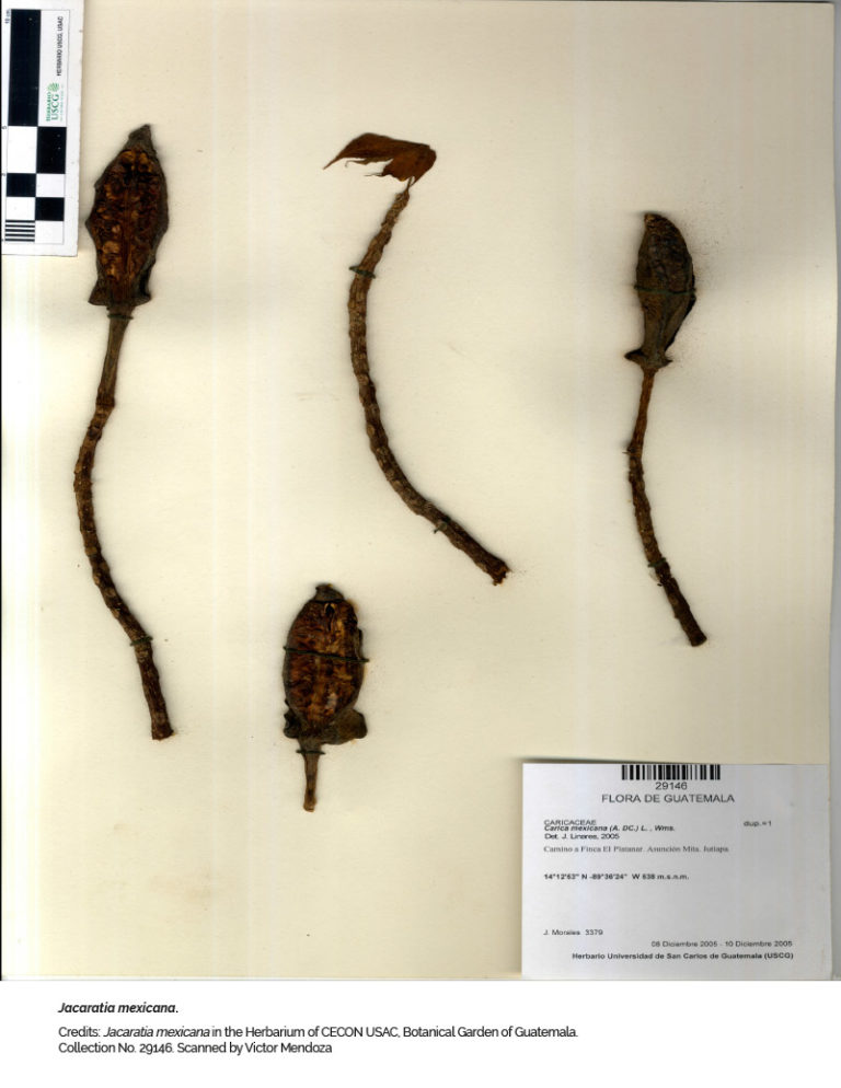 Jacaratia dolichaula, Jacaratia mexicana, Unexpected Edible Aspects of ... Jacaratia dolichaula, Jacaratia mexicana, Unexpected Edible Aspects of ...