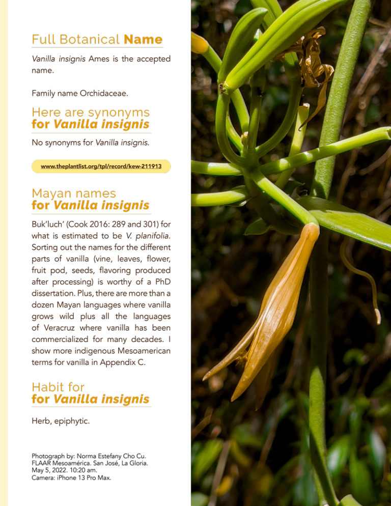 Wild Vanilla Orchid, Vanilla insignis - FLAAR MESOAMERICA