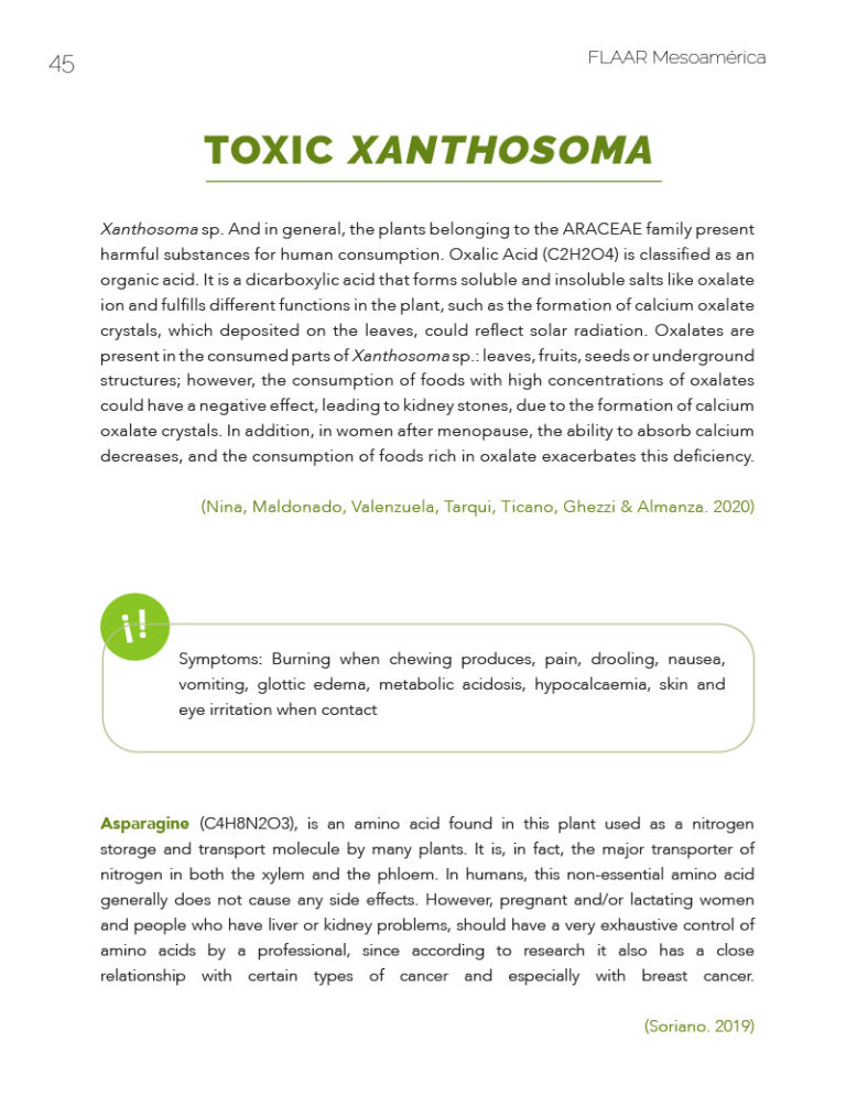 Toxic Root (Tuber), Arrowleaf Elephant Ear, Xanthosoma robustum